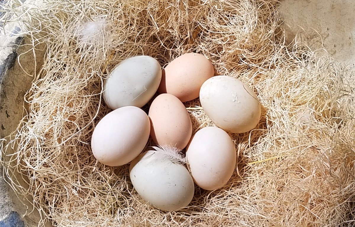 Comment reconnaître un œuf fécondé et le mirer – Maman Poule