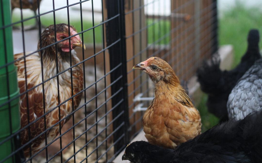 Introducing new hens into your flock – Maman Poule
